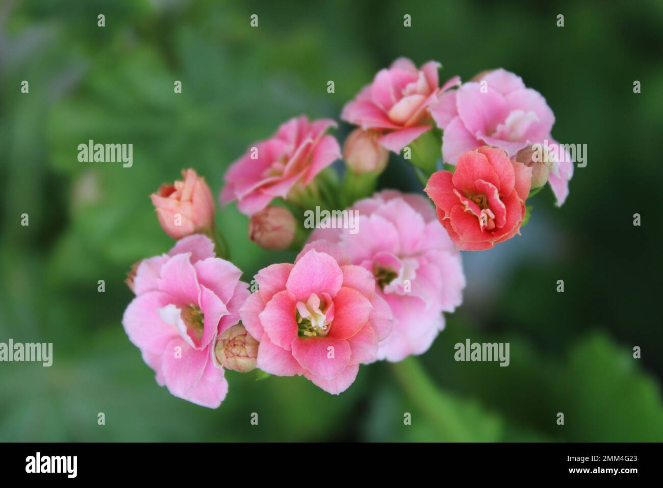 Kalanchoe blossfeldiana is an herbaceous and widely cultivated ...