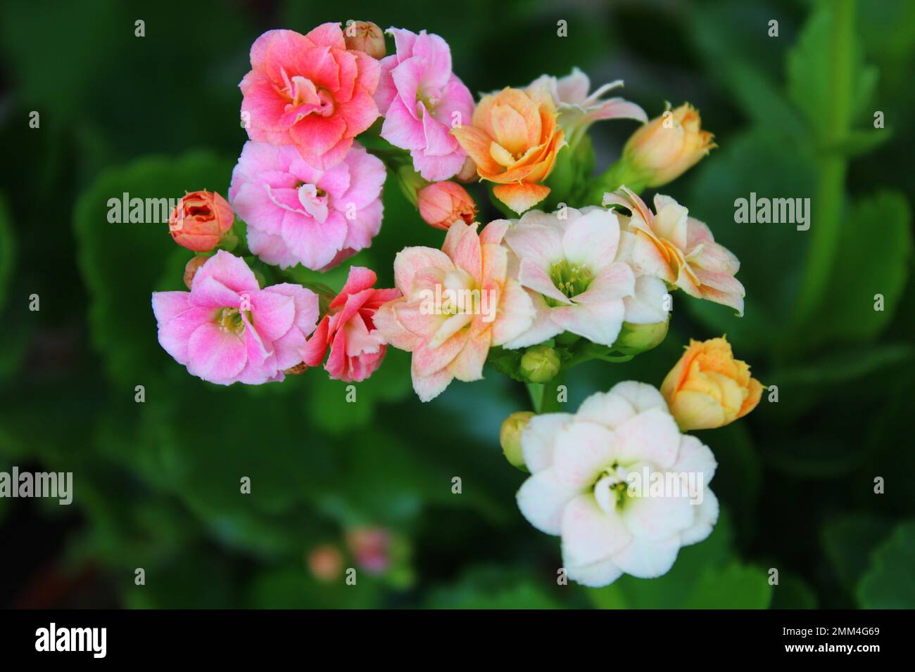 Kalanchoe blossfeldiana is an herbaceous and widely cultivated ...
