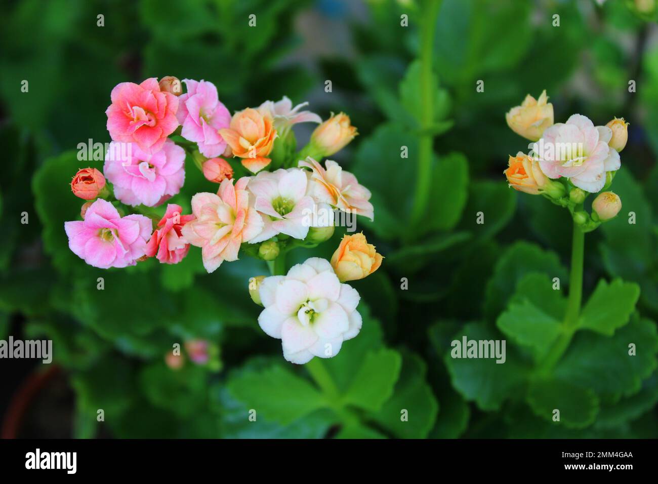 Kalanchoe blossfeldiana is an herbaceous and widely cultivated ...