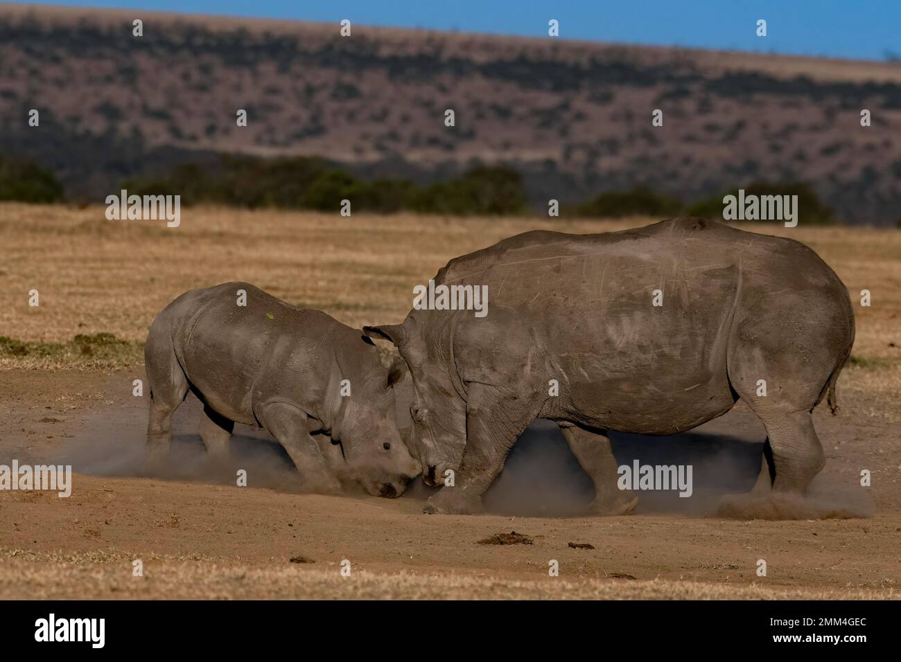 White rhinoceros sparring/playing Kenya Stock Photo - Alamy