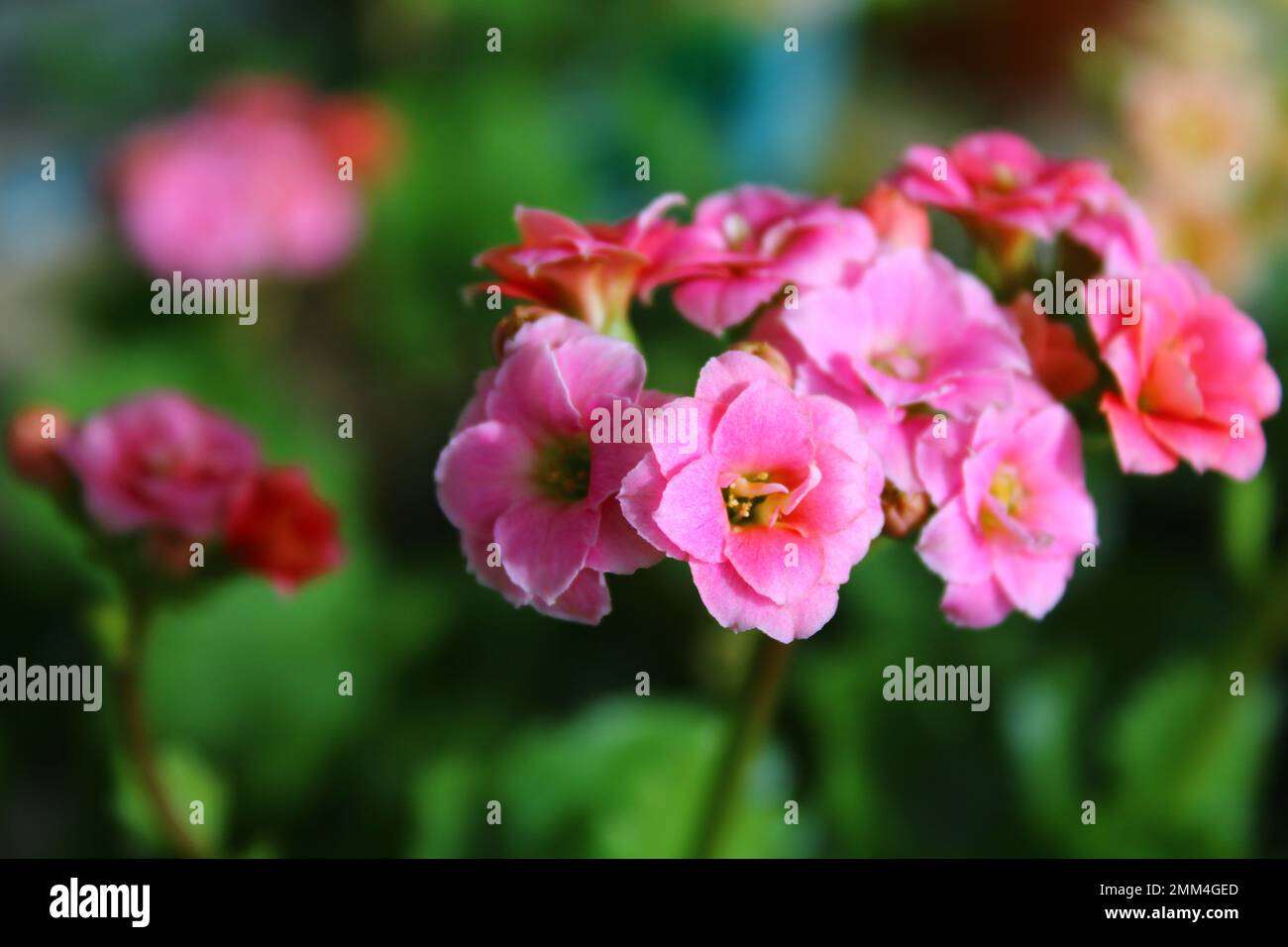 Kalanchoe blossfeldiana is an herbaceous and widely cultivated ...
