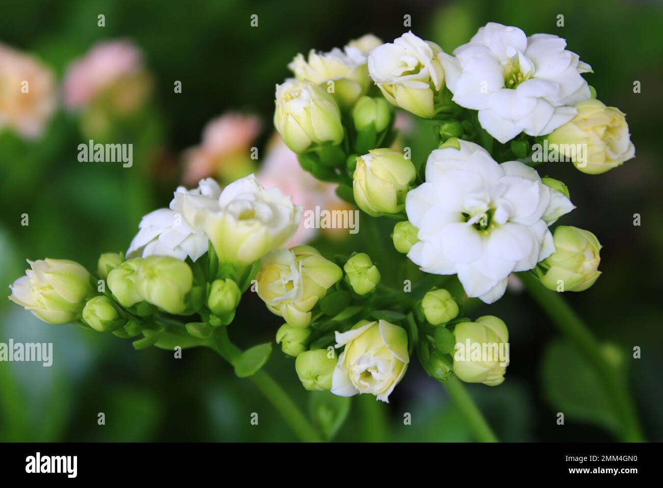 Kalanchoe blossfeldiana is an herbaceous and widely cultivated ...