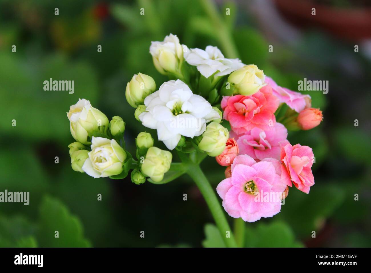 Kalanchoe blossfeldiana is an herbaceous and widely cultivated ...