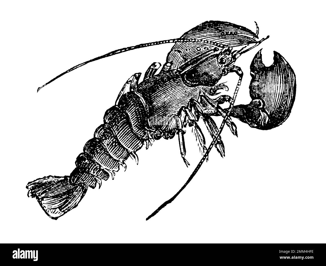 Antique illustration of a crawfish. Published in American’s Boy Book of ...