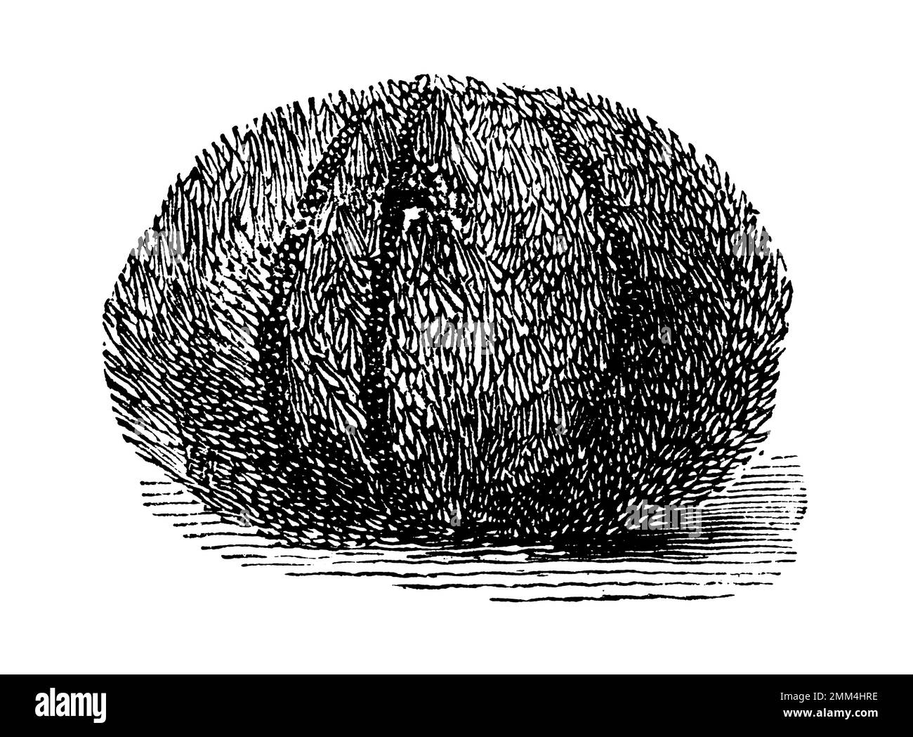 Antique illustration of an echinus - a sea urchin. Published in ...
