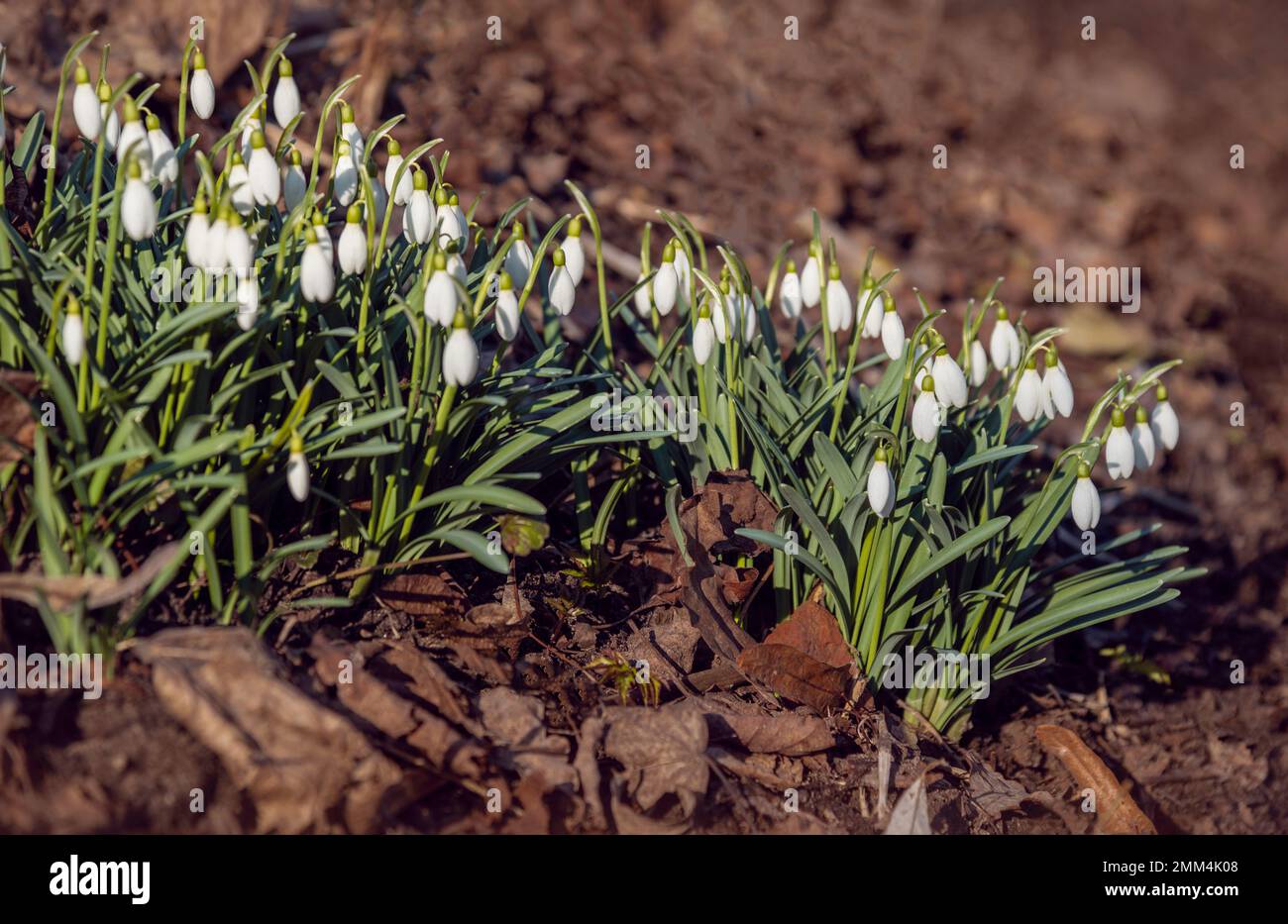 Beautiful white snowdrop flowers (Galanthus nivalis) are growing at ...