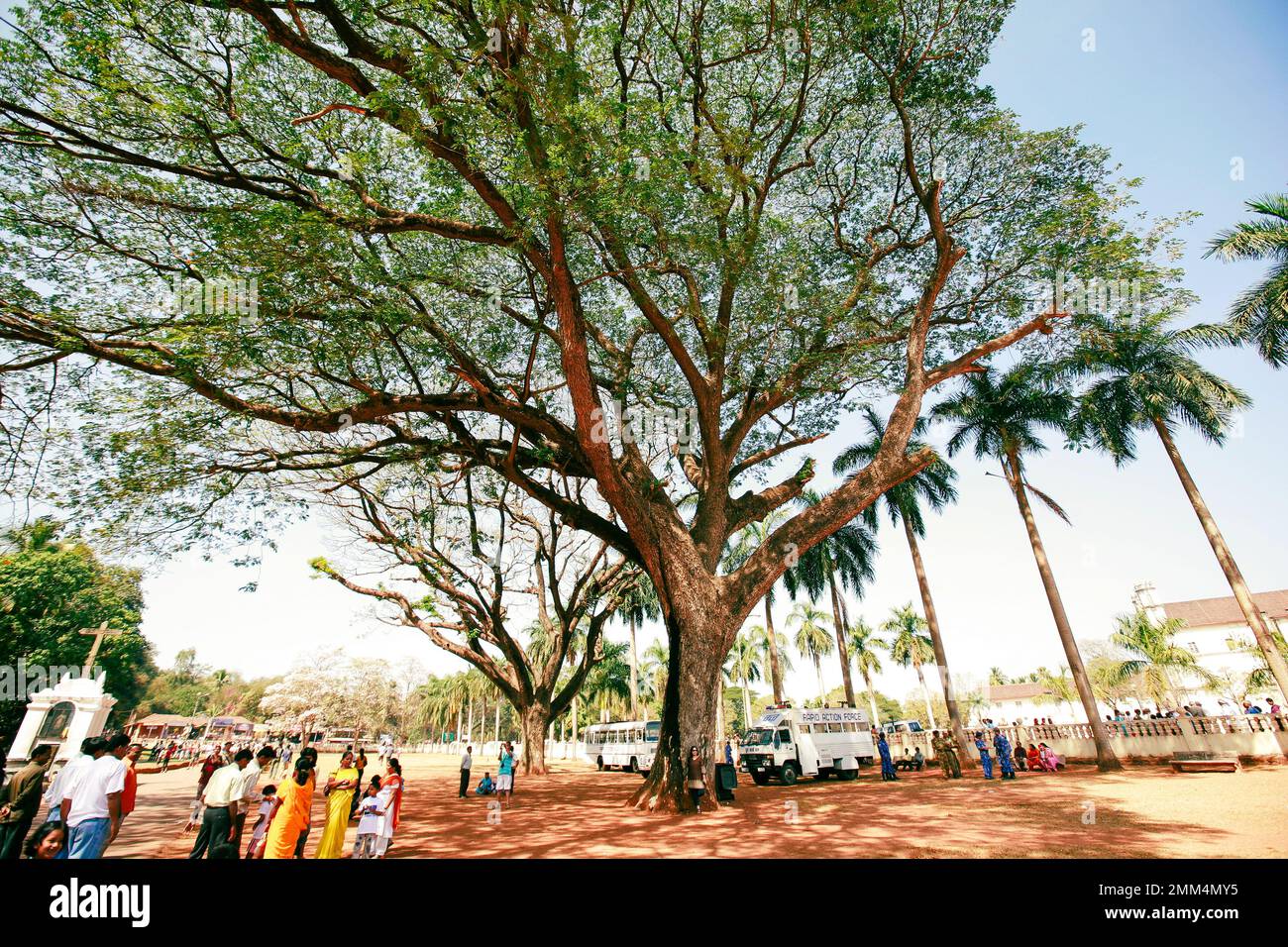 Wide spreading tree hi-res stock photography and images - Alamy
