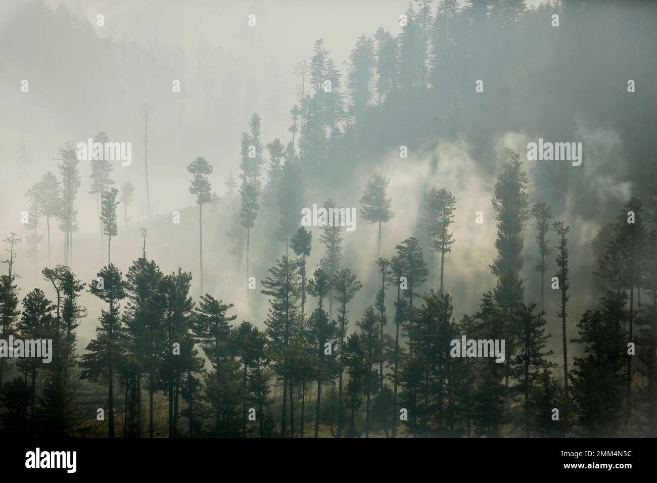 Fog envelops pine trees at Gund, 80 kilometres (50 miles) north of ...