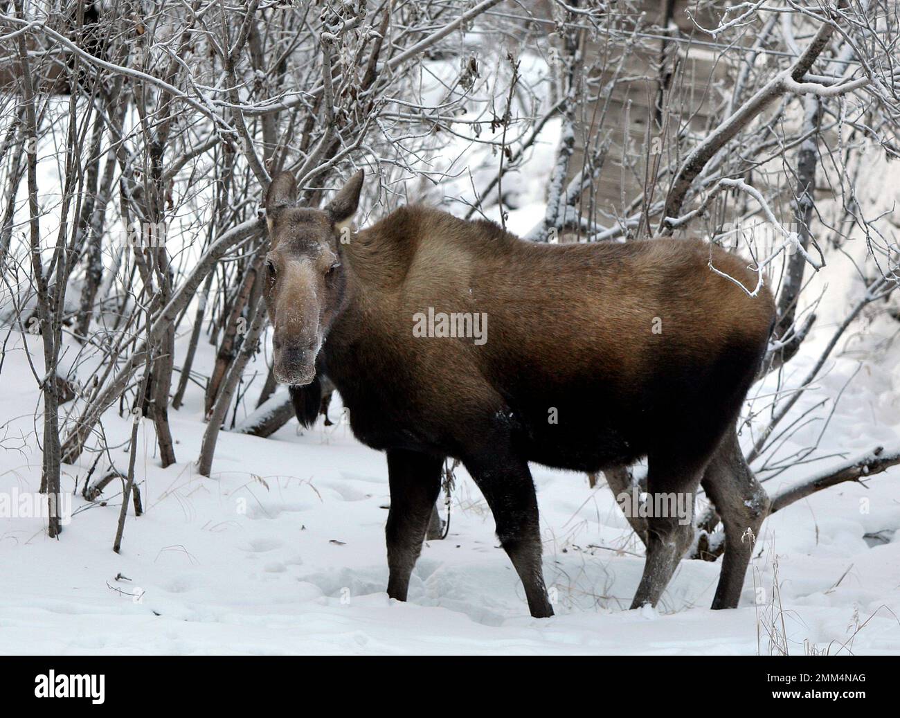 FILE - In this Jan. 22, 2010 file photo, a cow moose walks through the ...