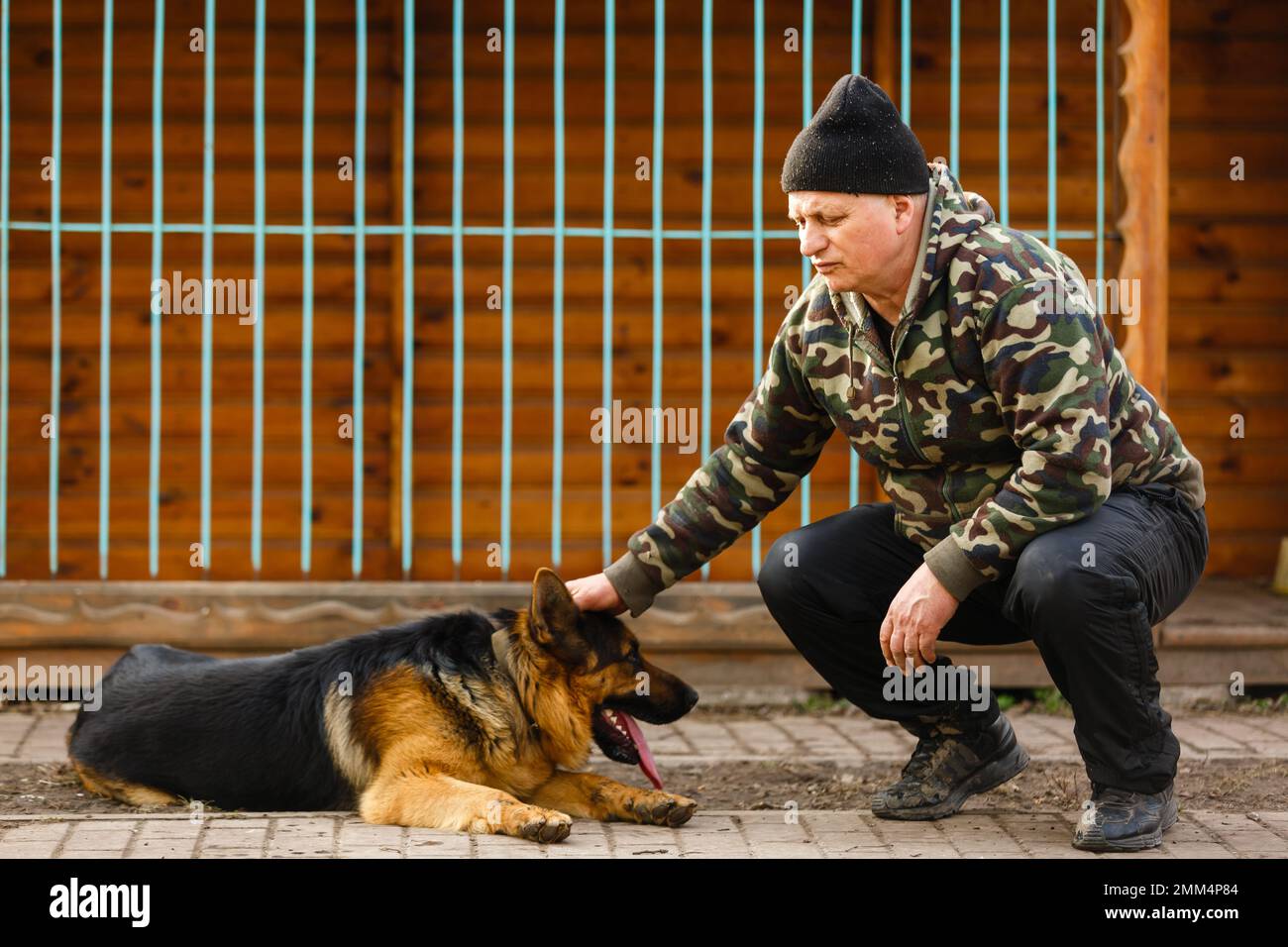 German shepherd dog in training Stock Photo - Alamy