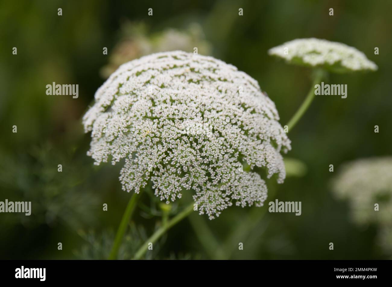Carrot weed hi-res stock photography and images - Alamy