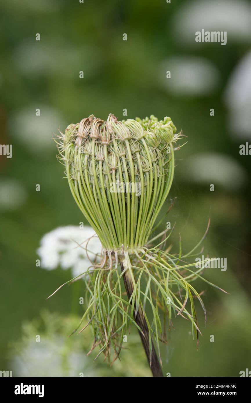 Carrot weed hi-res stock photography and images - Alamy