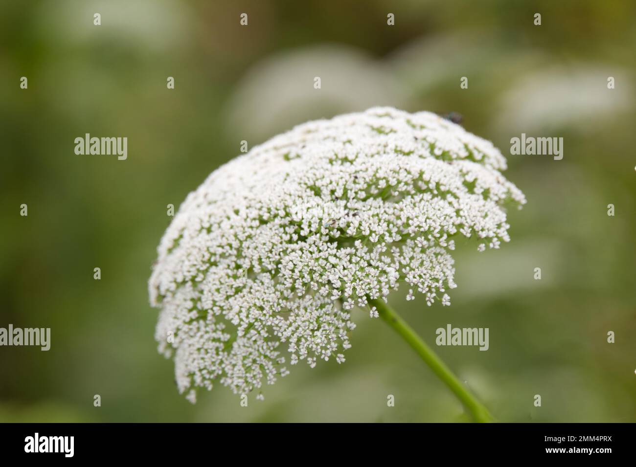 Toothpick plant hi-res stock photography and images - Alamy