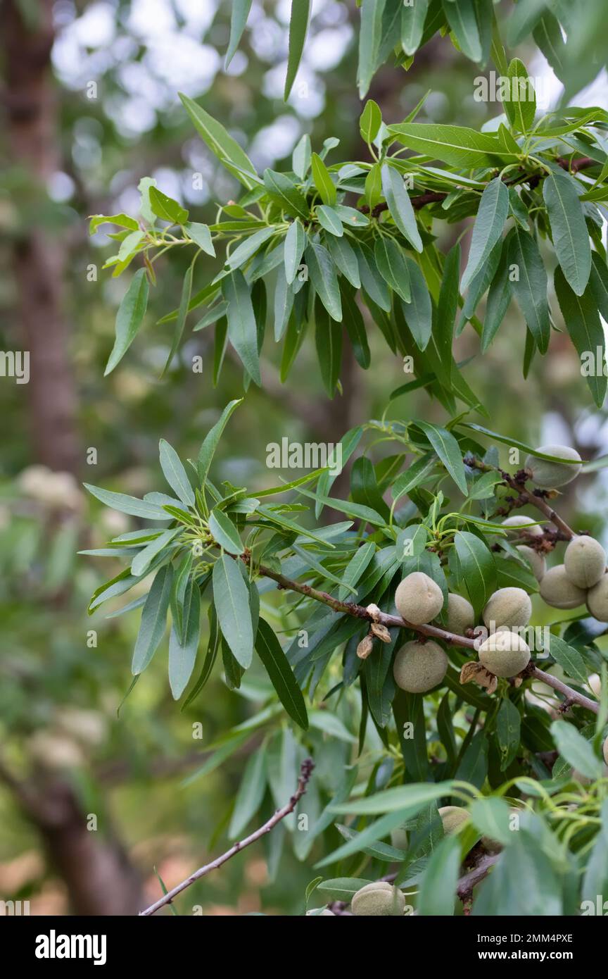 Vertical image of some branches of an almond tree with green leaves and ...