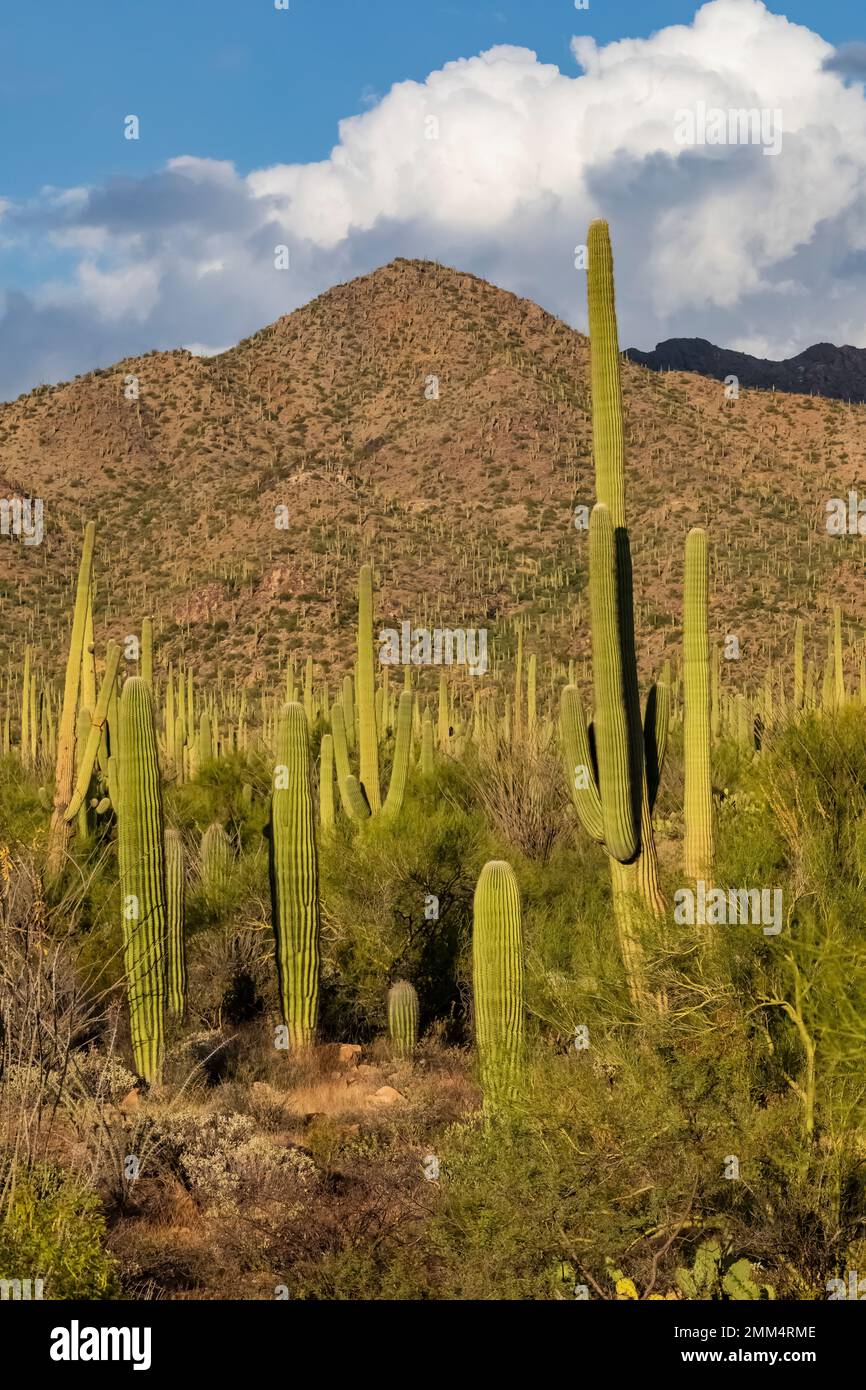Saguaro Cactus habitat in Saguaro National Park, Arizona, USA Stock ...