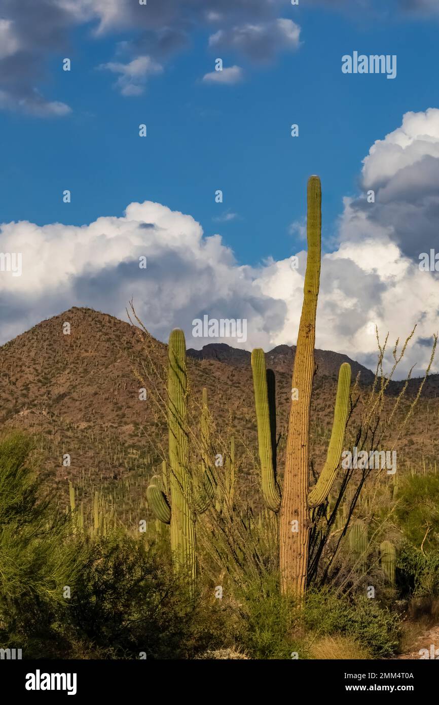 Saguaro Cactus habitat in Saguaro National Park, Arizona, USA Stock ...