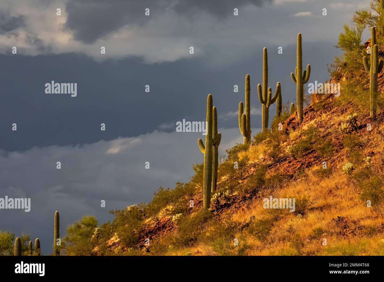 Saguaro Cactus habitat in Saguaro National Park, Arizona, USA Stock ...