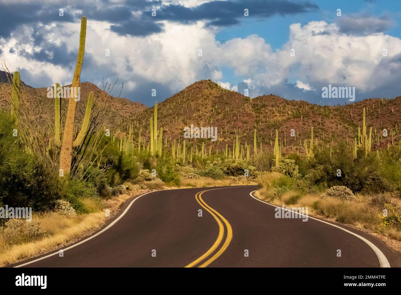 Scenic road curving through the Tucson Mountain District of Saguaro ...