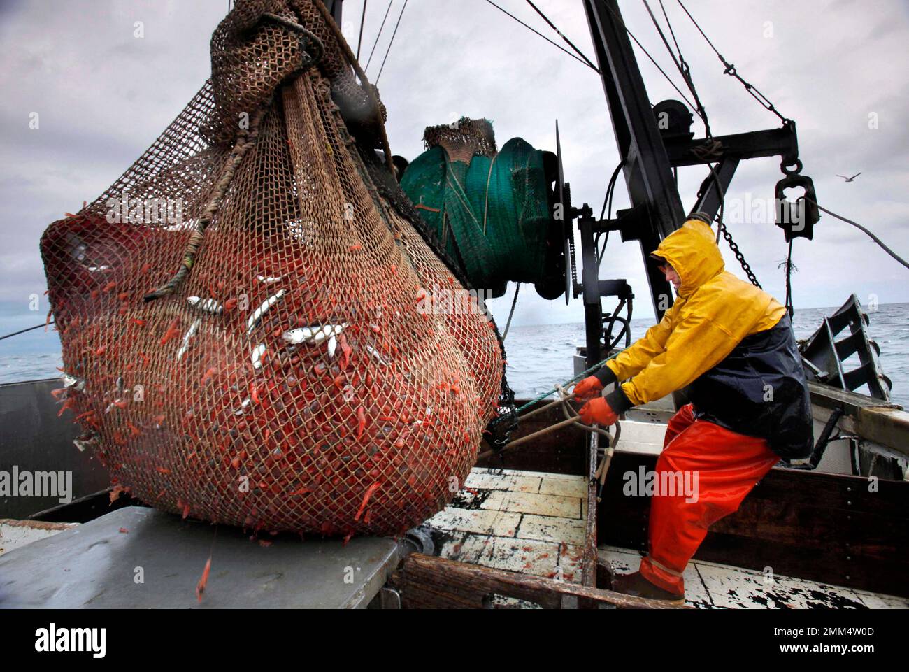 FILE - In this Jan. 6, 2012 photo, James Rich maneuvers a bulging net ...