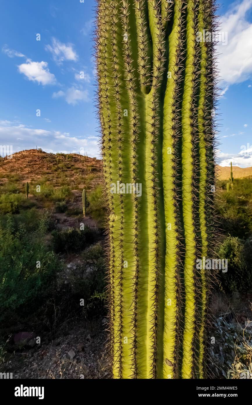 Saguaro carnegiea gigantea close hi-res stock photography and images ...