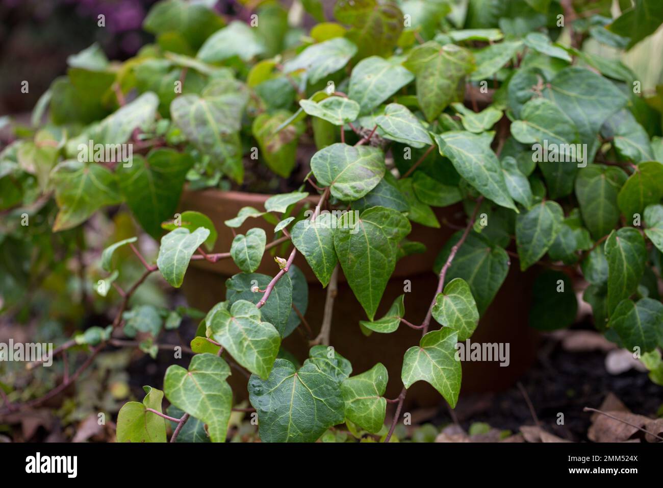 Close-up of Hedera helix / English Ivy growing from a container pot ...