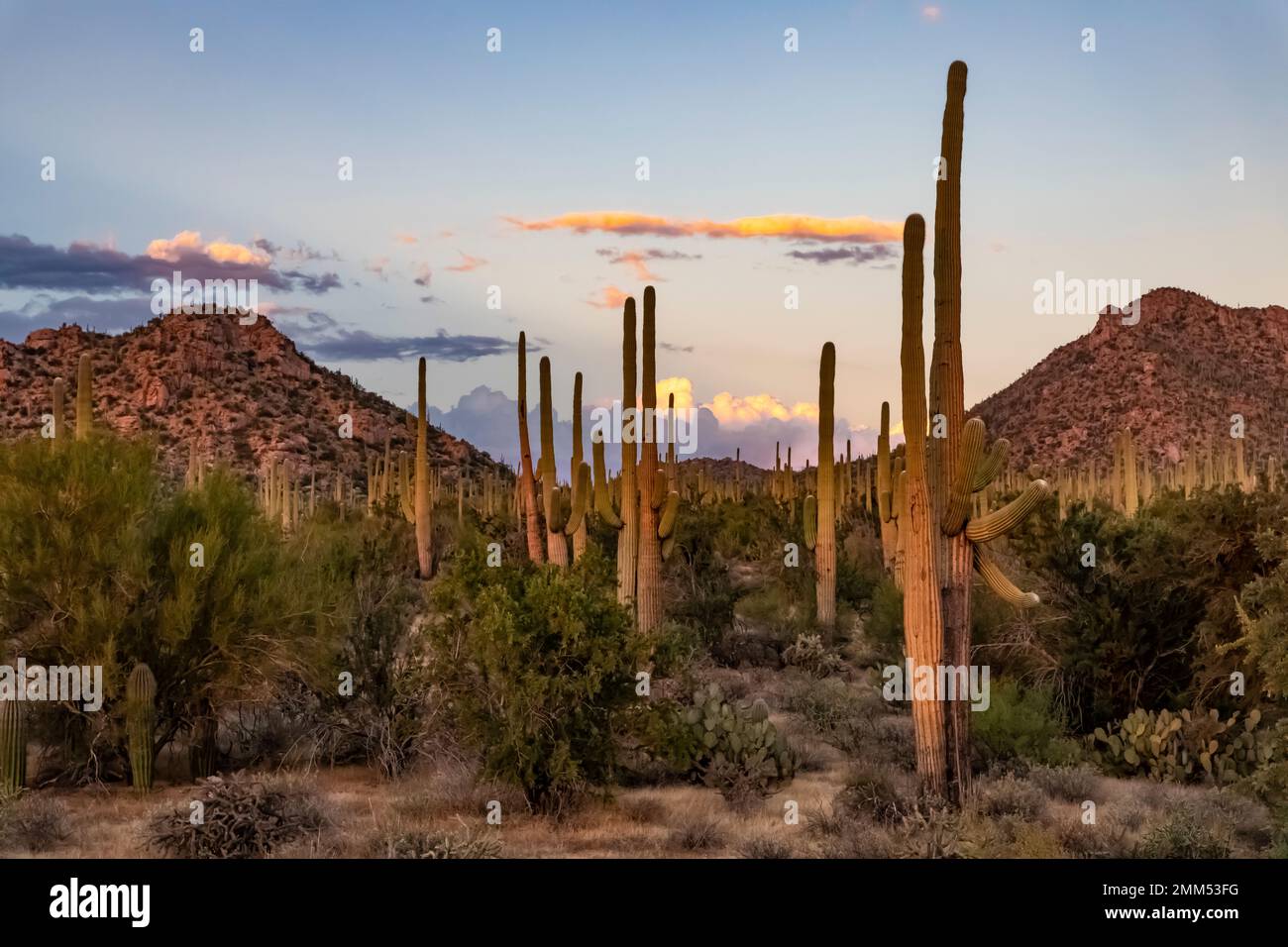 Saguaro National Park, Arizona, USA Stock Photo - Alamy