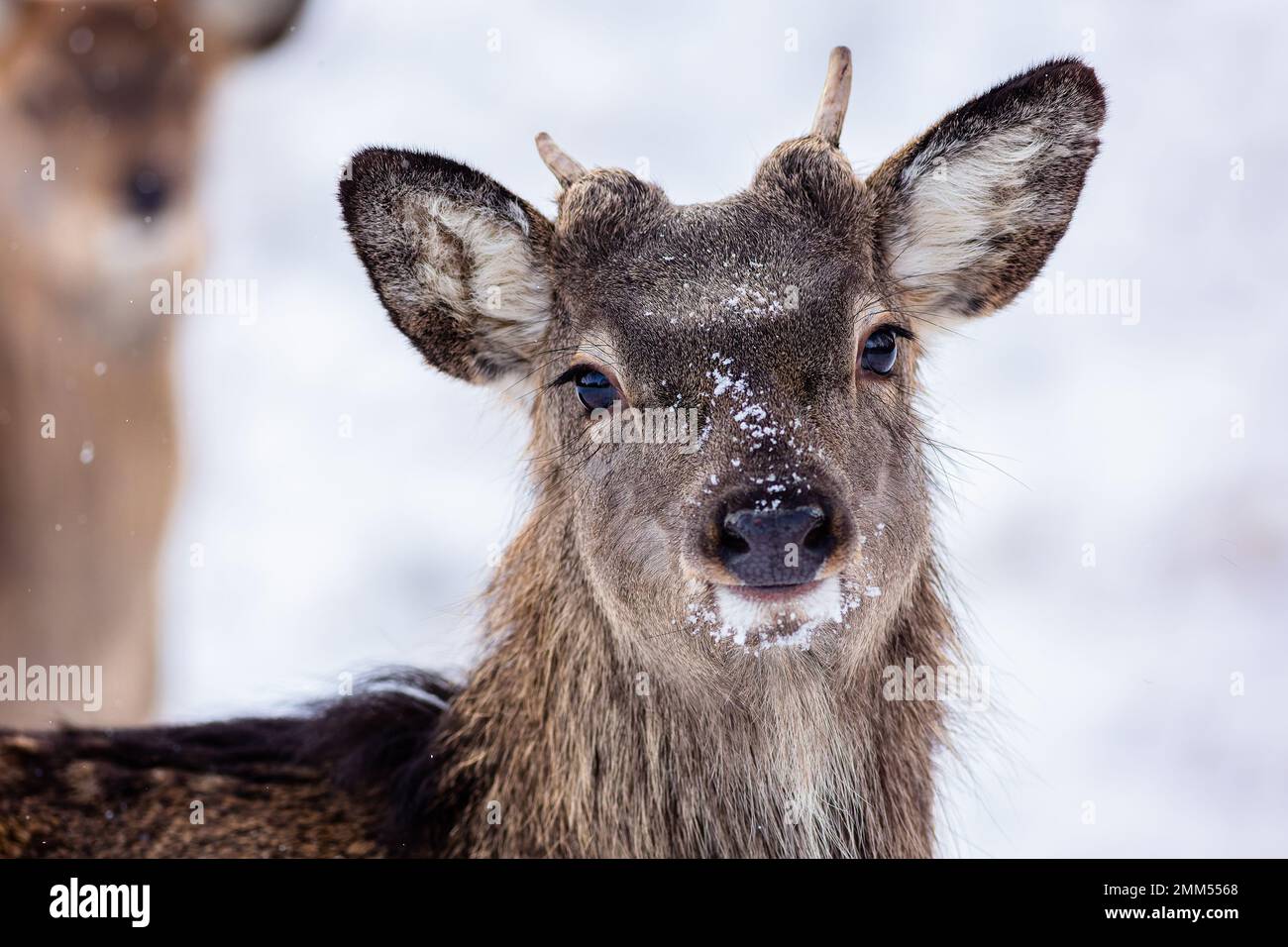 Portrait de zoo hi-res stock photography and images - Alamy