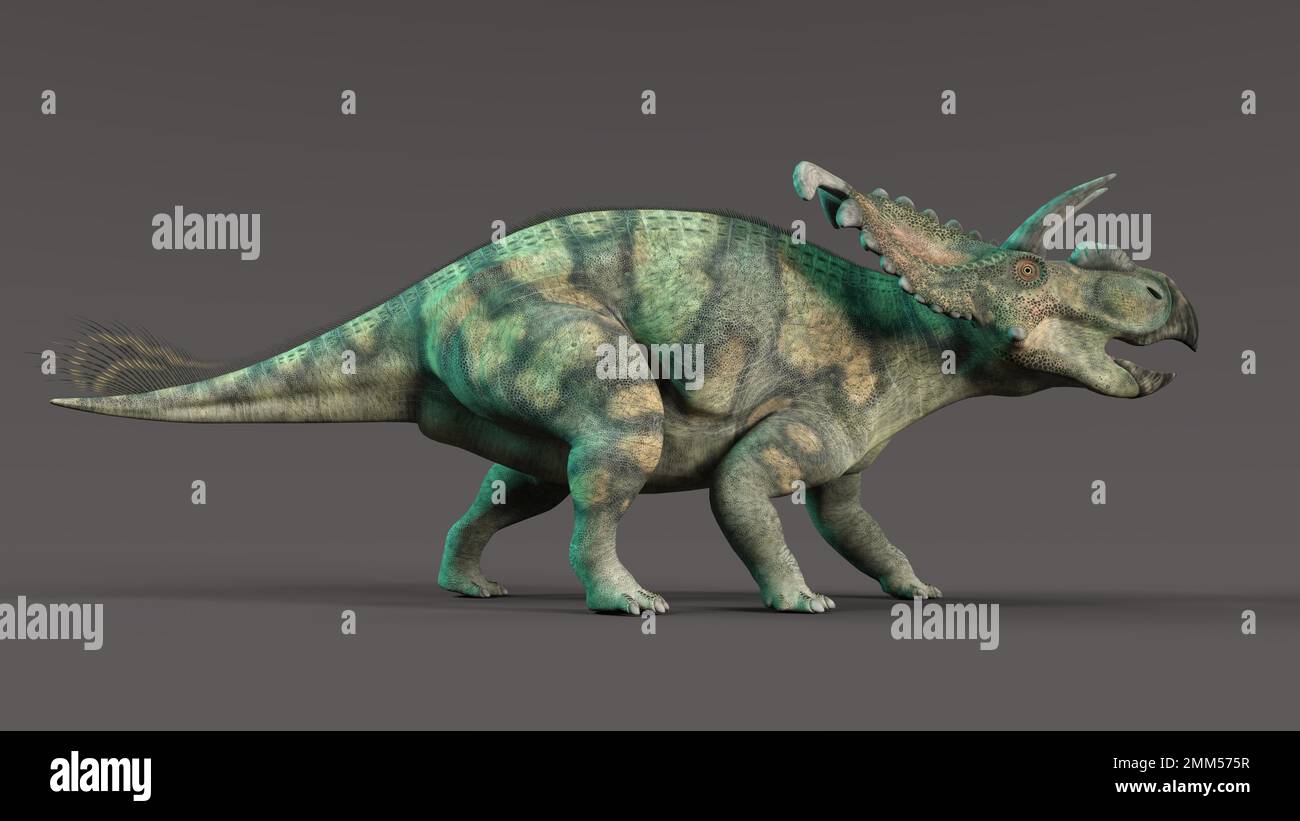 3d-illustration of an isolated extincted dinosaur albertaceratops Stock ...
