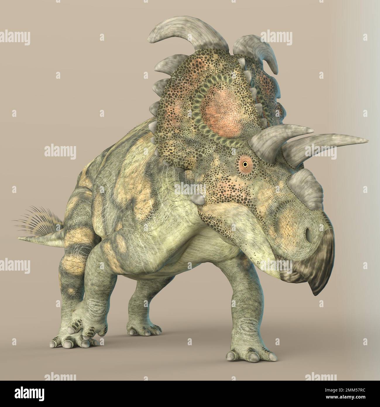 3d-illustration of an isolated extincted dinosaur albertaceratops Stock ...