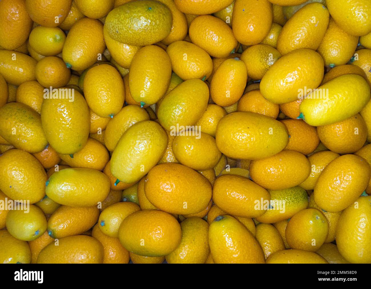 Fortunella kumquat or kinkan - orange citrus fruit, top view Stock ...