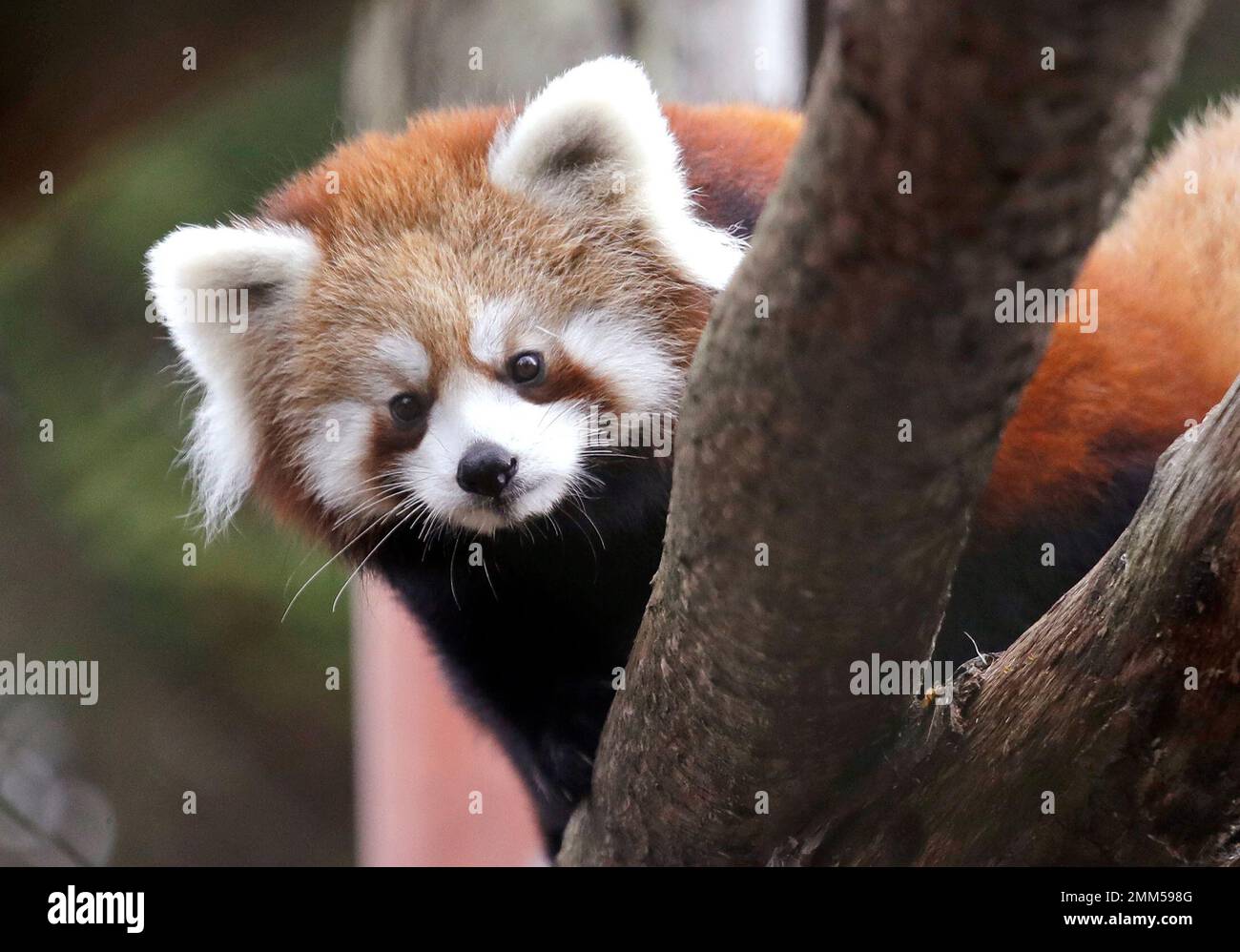 Red panda cub Zeya looks up from a perch in a temporary outdoor ...