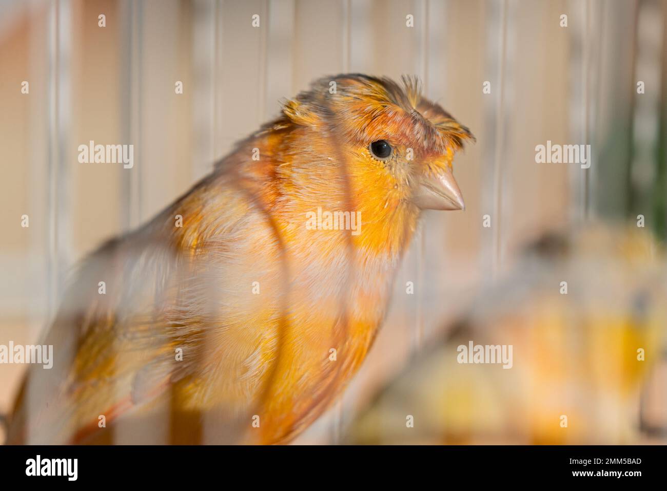A yellow canary sitting inside a cage Stock Photo - Alamy
