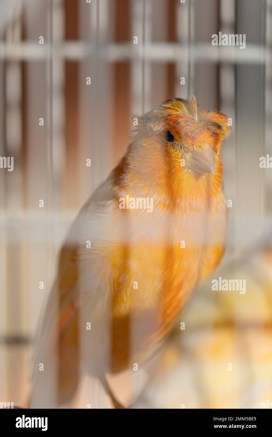 A yellow canary sitting inside a cage Stock Photo - Alamy
