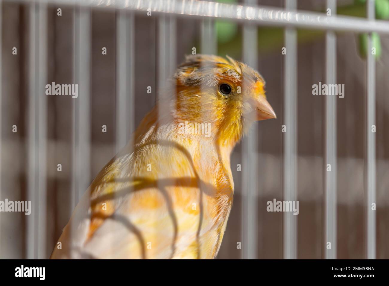 A yellow canary sitting inside a cage Stock Photo - Alamy