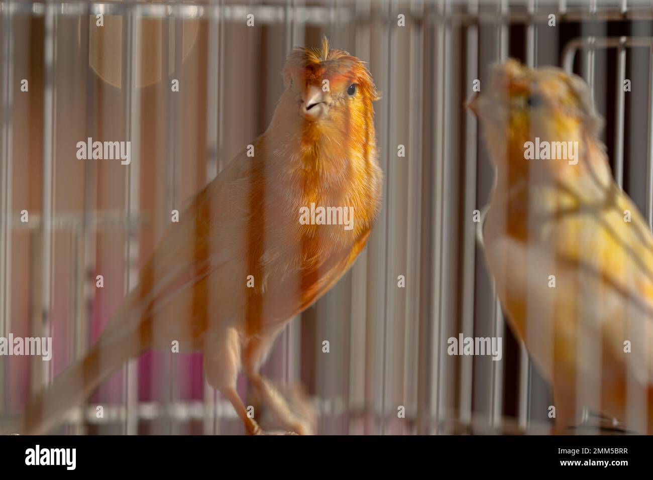Canary bird inside cage hi-res stock photography and images - Alamy
