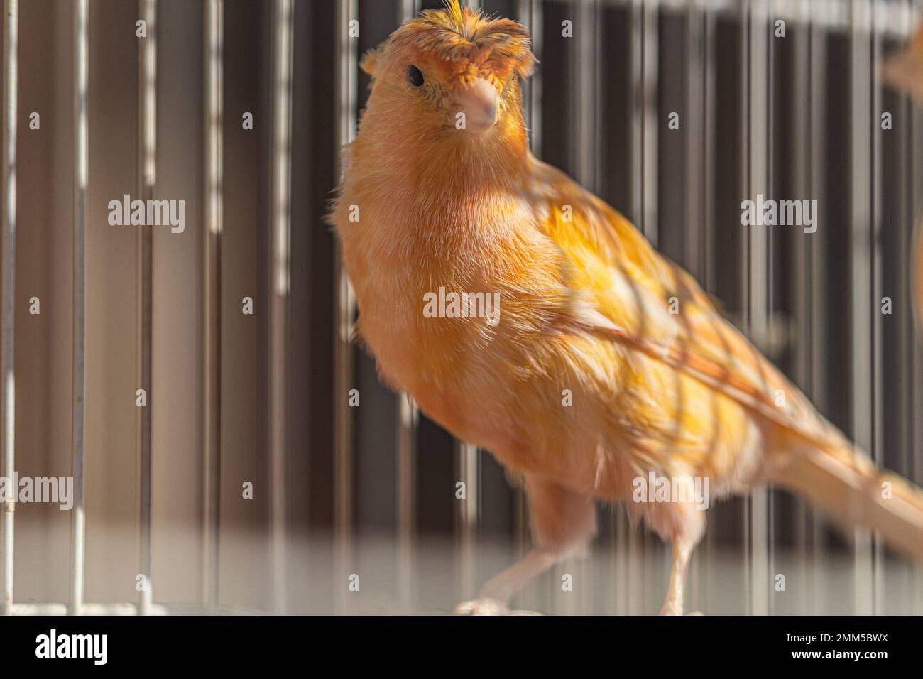 Cage vector hi-res stock photography and images - Alamy