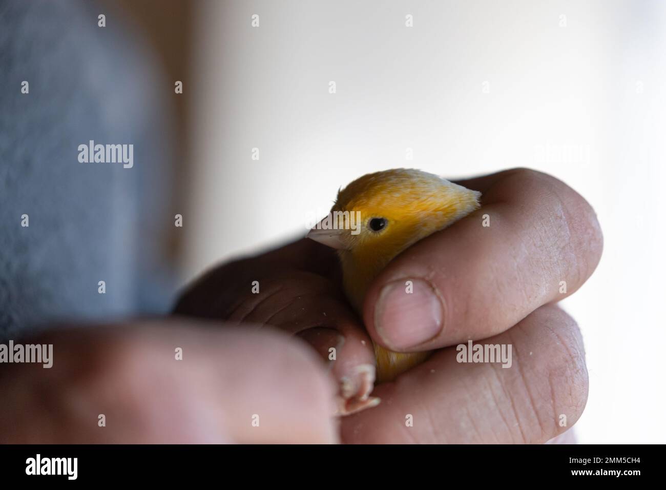 Bird nail clipping hi-res stock photography and images - Alamy