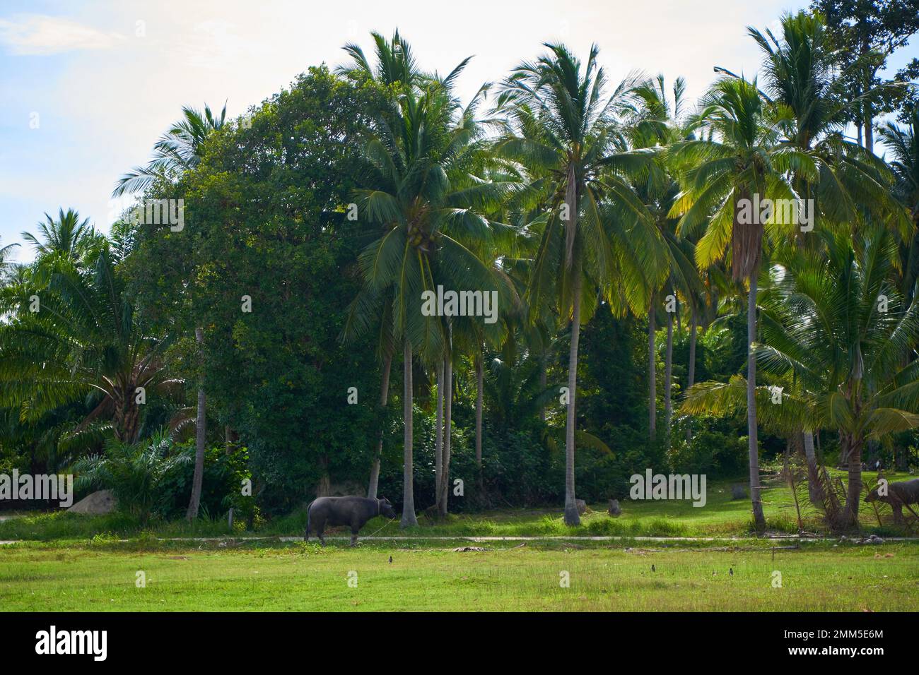 A green palm plantation by the sea with a buffalo grazing in it Stock ...