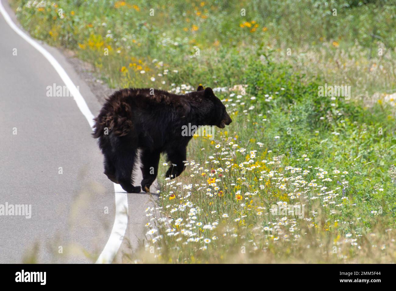 black bear running across road Stock Photo - Alamy