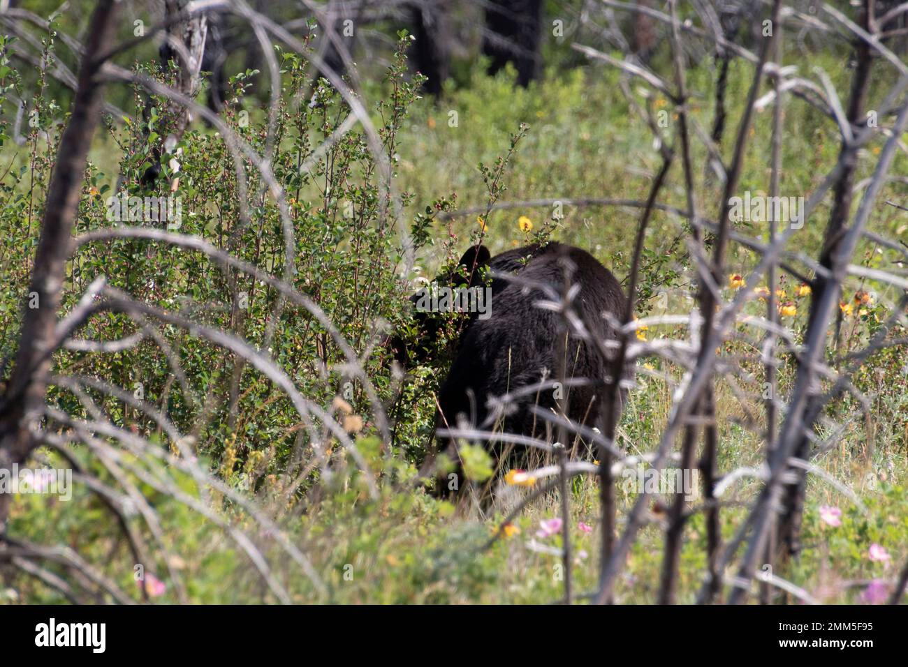black bear behind branches Stock Photo - Alamy