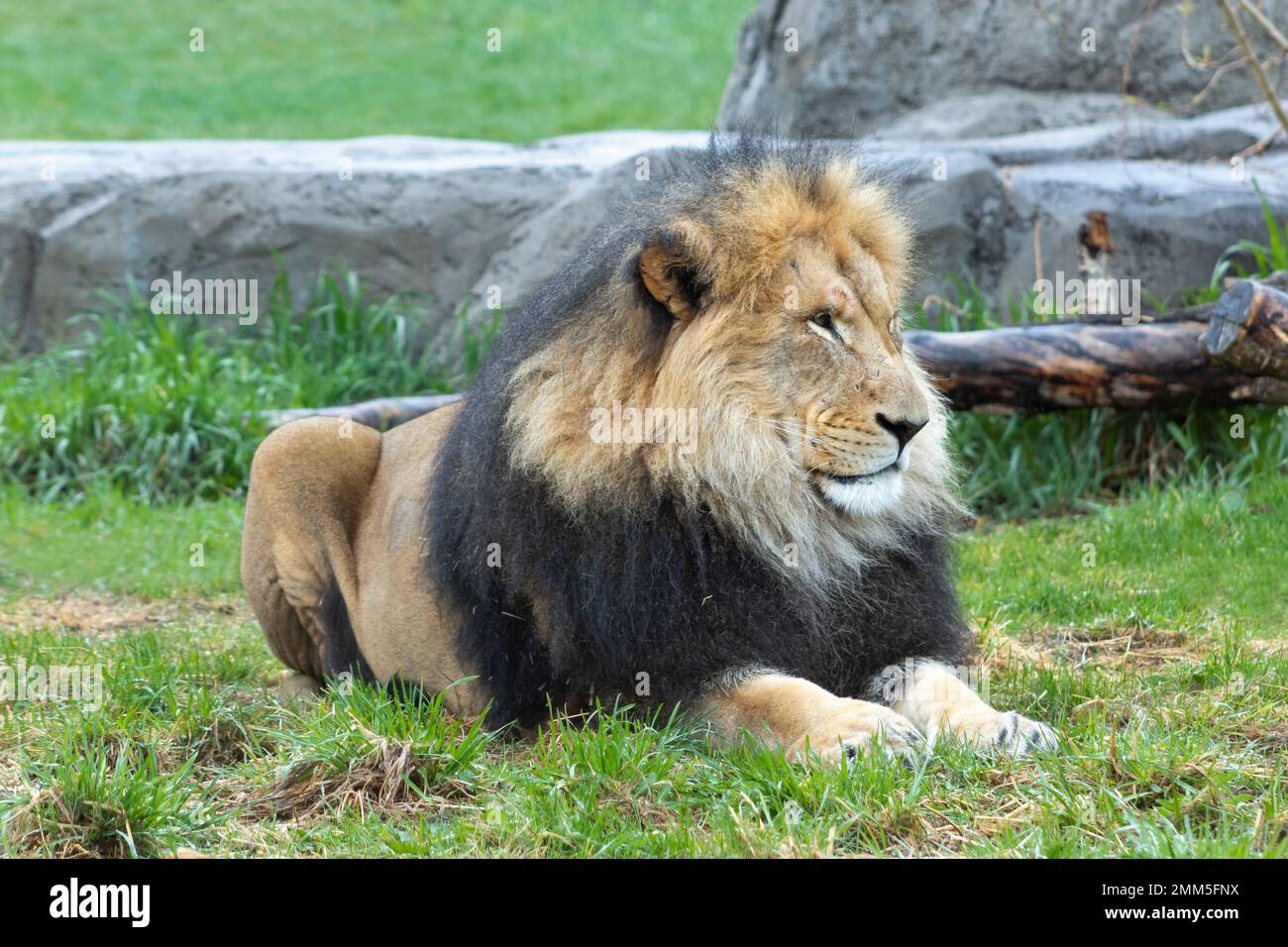 lion laying in grass Stock Photo - Alamy