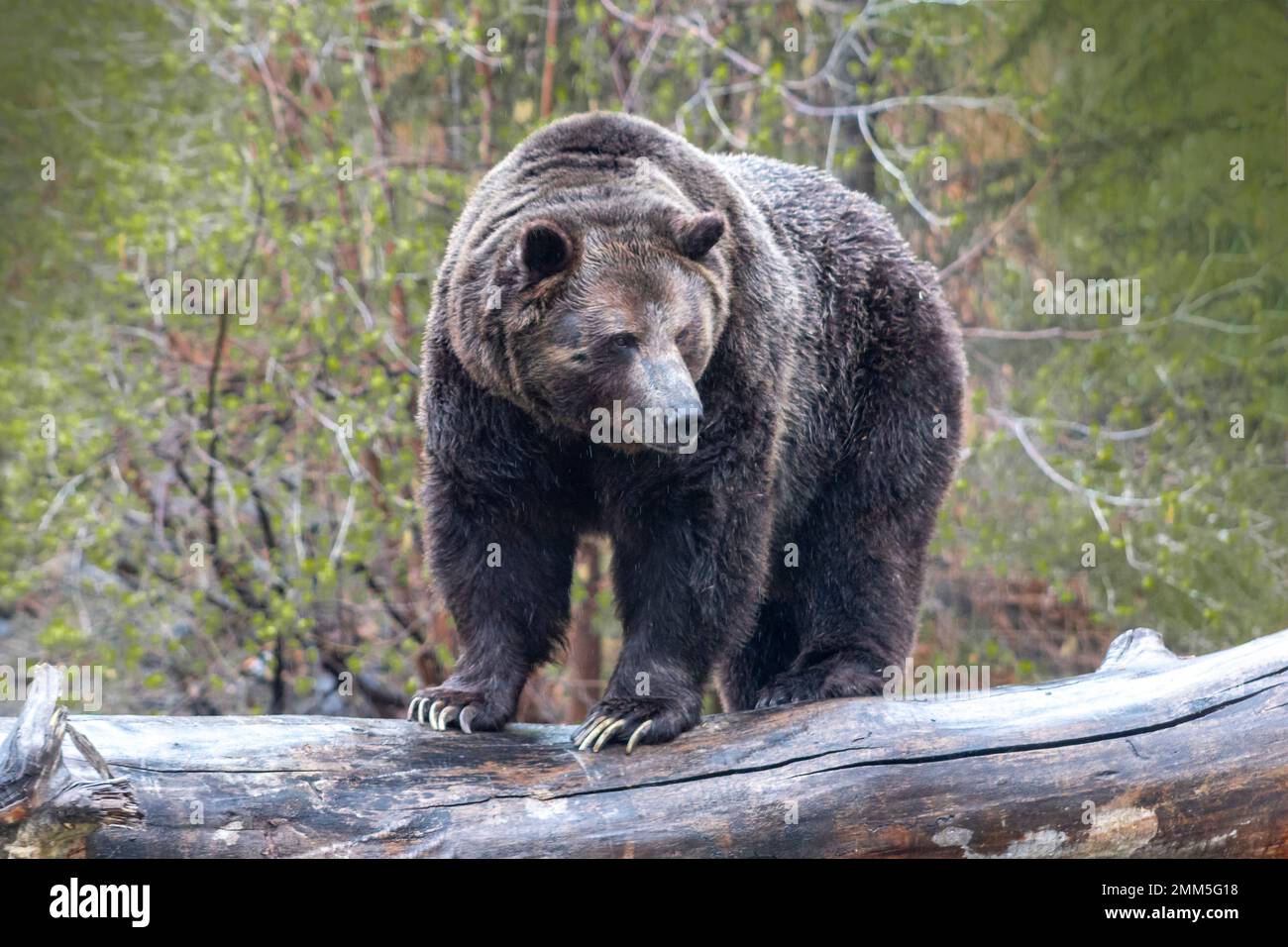Male grizzly bear face close up hi-res stock photography and images - Alamy
