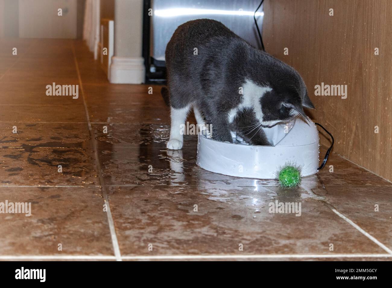 cat playing in water Stock Photo - Alamy
