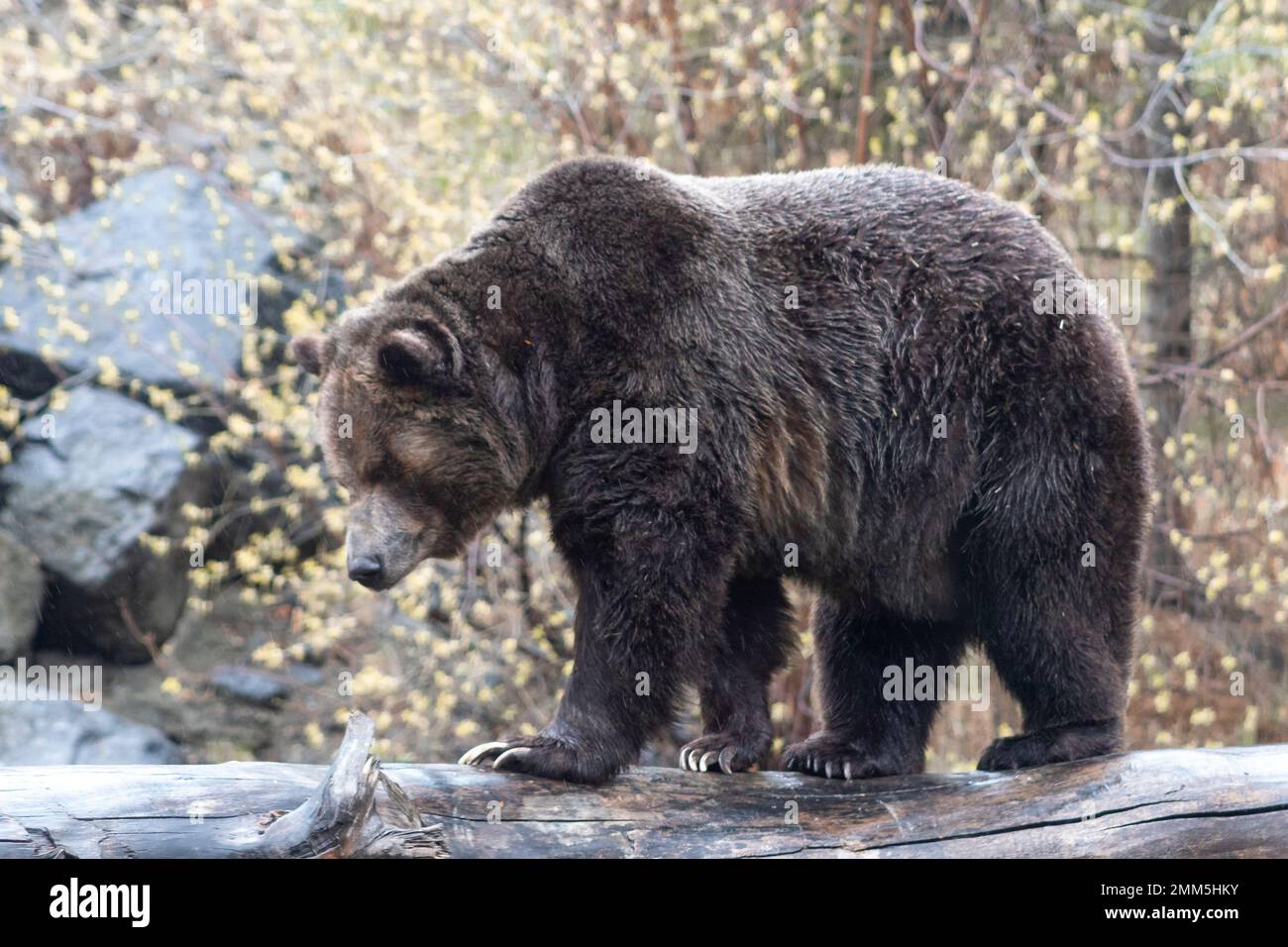 Grizzly Bear walking on a log Stock Photo - Alamy