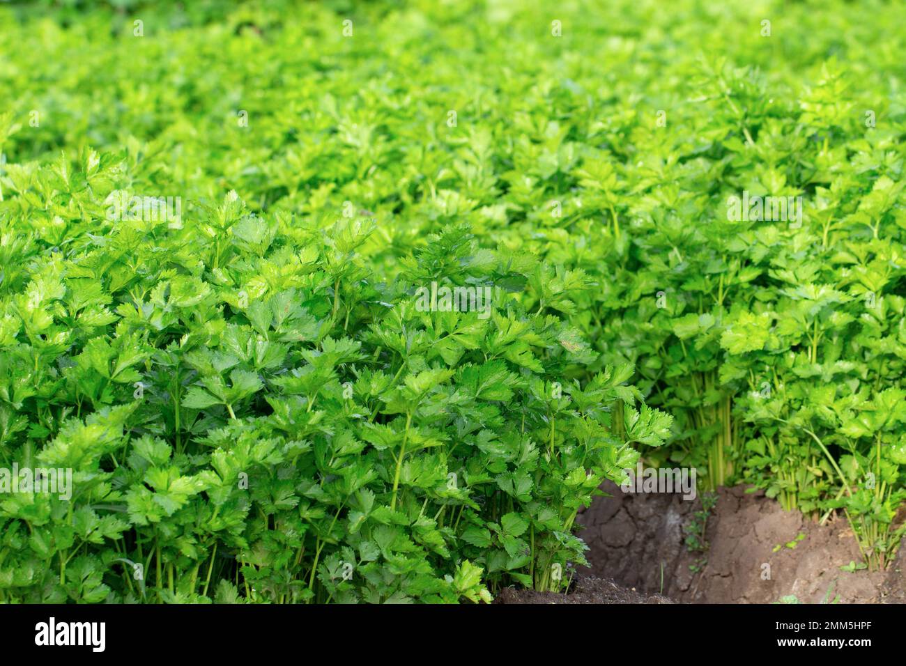 Fresh green celery trees in vegetable garden on hot summer day ...