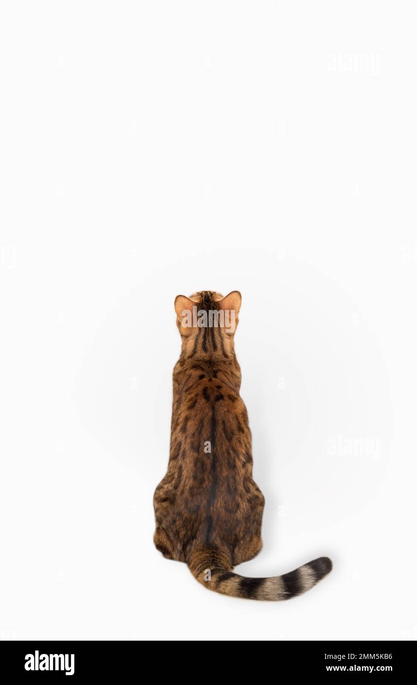 Red Bengal cat sits with his back to the camera on a white background ...