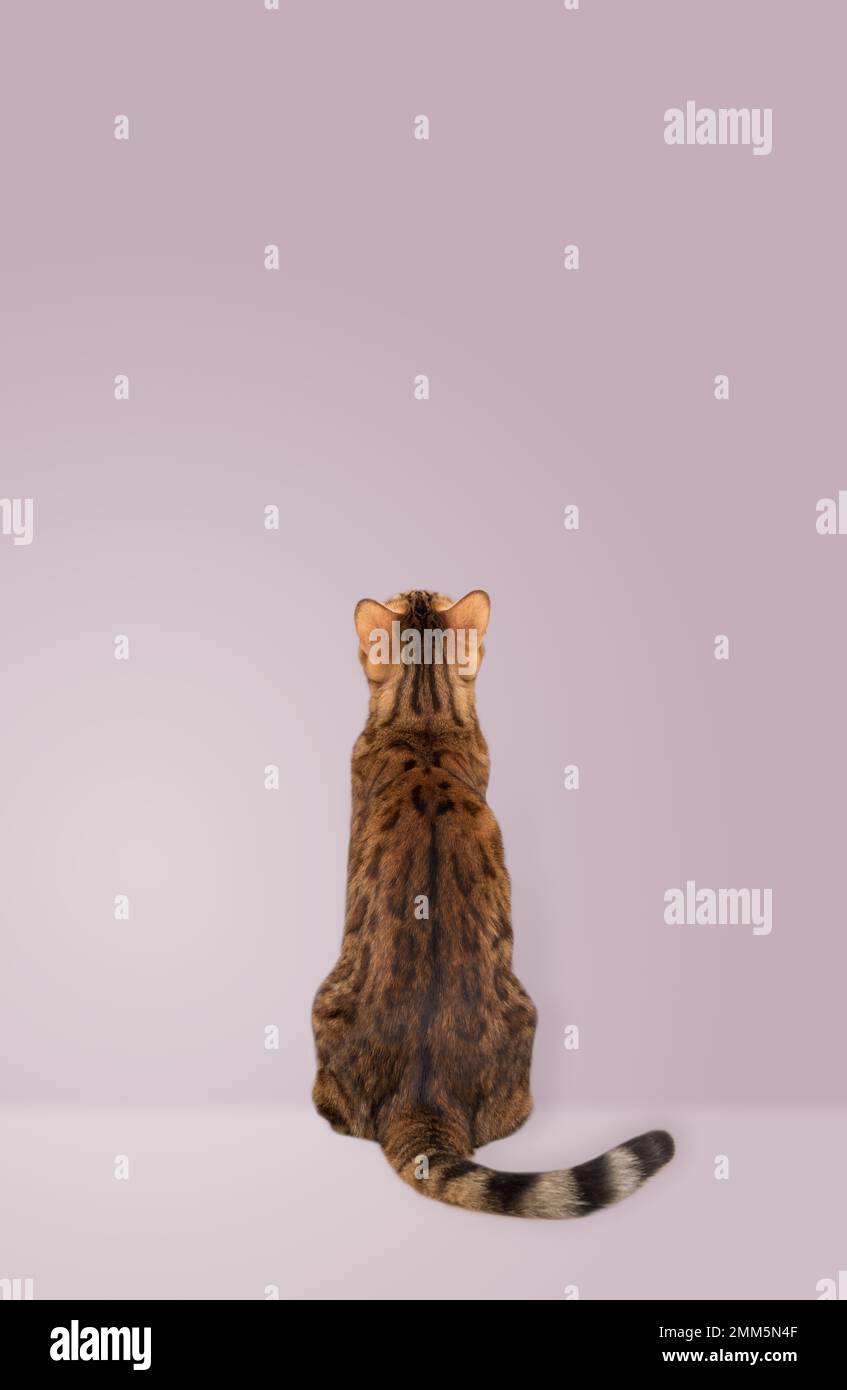 Red Bengal cat sits with his back to the camera on a colored background ...