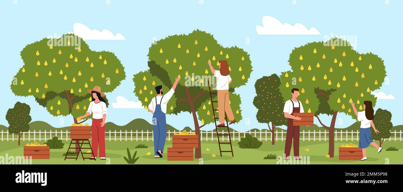 Harvesting people process. Flat farmers characters in garden pick pears ...