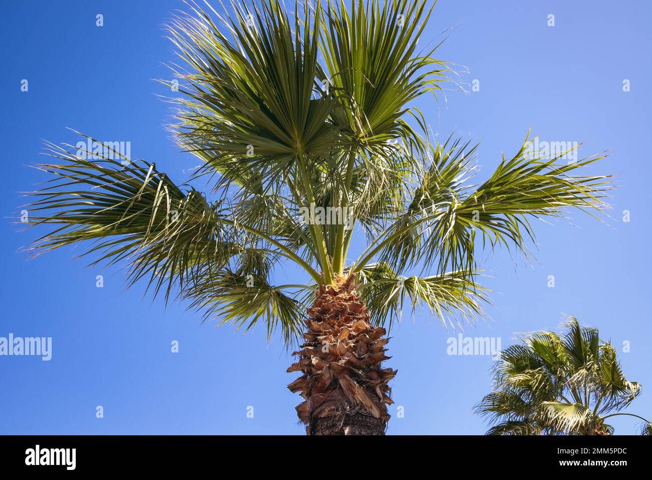 Palm tree on Mackenzie Beach in Larnaca city, Cyprus island country ...