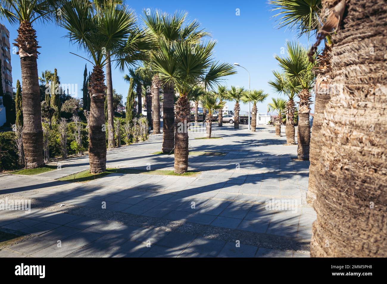 Palm trees on a promenade next to Mackenzie Beach in Larnaca city ...